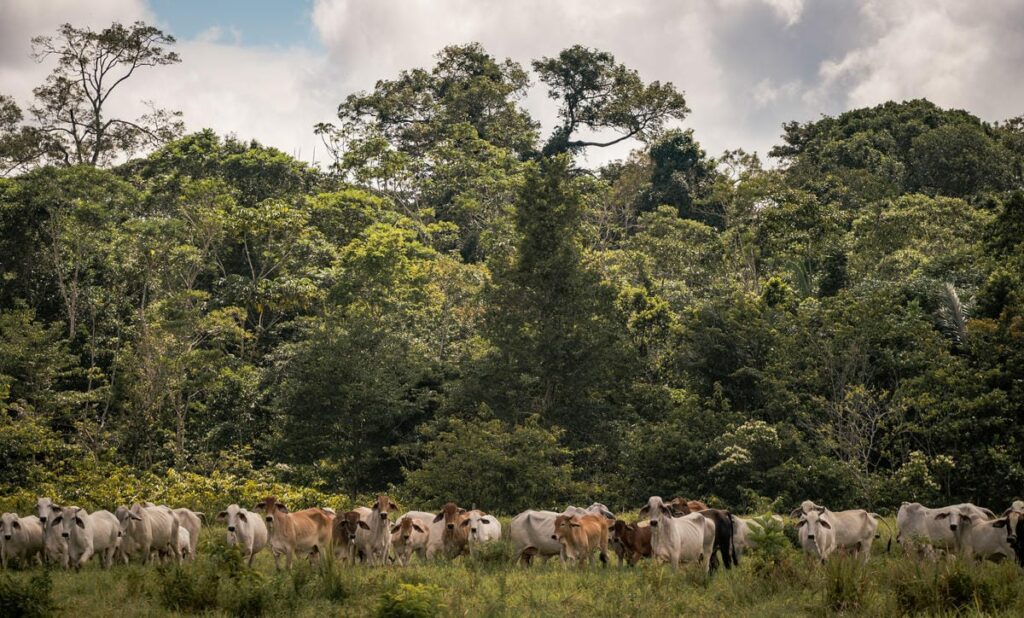 Reducing emissions from livestock through sustainable management ...