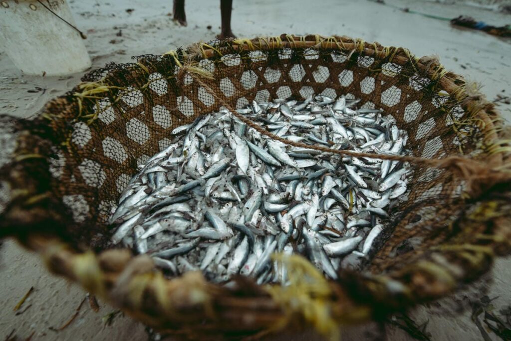 Implementing sustainable fisheries management - Food Forward NDCs